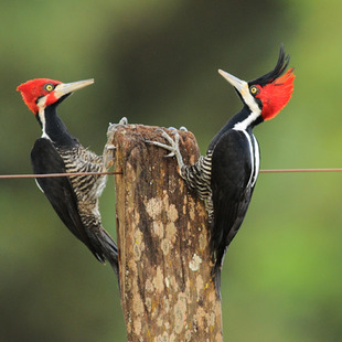 Picidae | WikiAves - A Enciclopédia das Aves do Brasil
