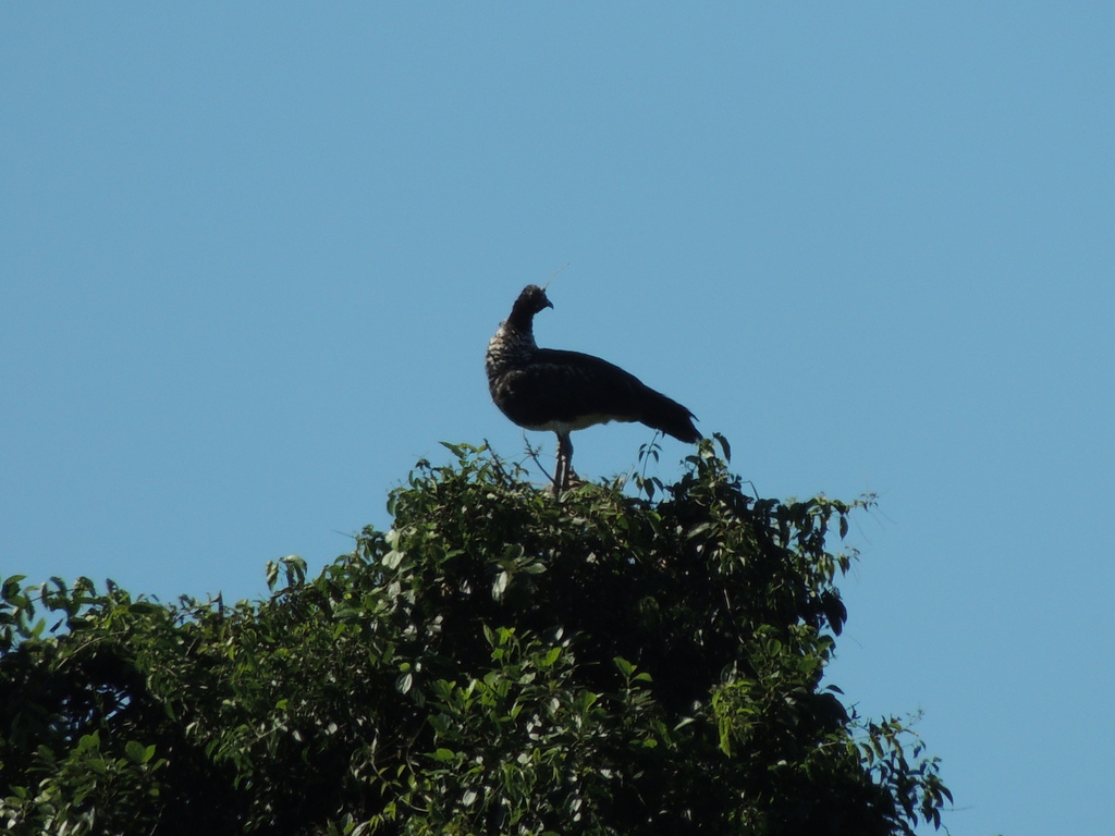 Foto anhuma (Anhima cornuta) Por Maria Cristina | Wiki Aves - A ...
