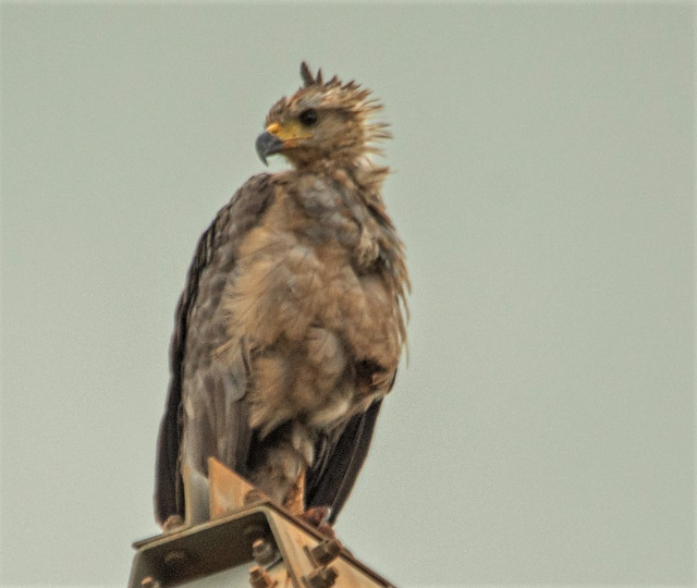 Foto águia-cinzenta (Urubitinga coronata) Por José Pireni | Wiki Aves ...