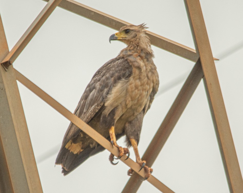 Foto águia-cinzenta (Urubitinga coronata) Por José Pireni | Wiki Aves ...