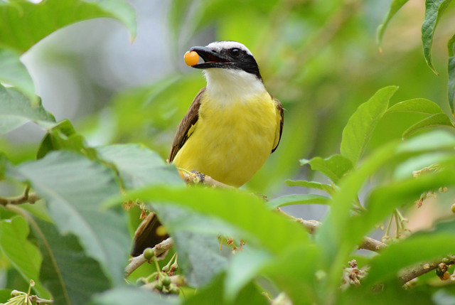 Foto bem-te-vi (Pitangus sulphuratus) Por Edna Machado | Wiki Aves - A ...