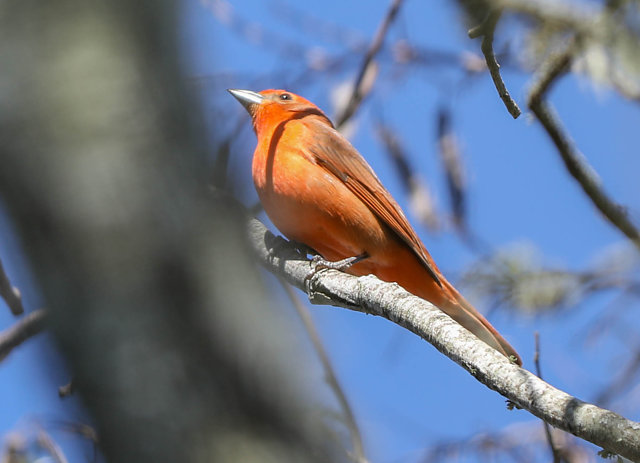 Foto sanhaço-de-fogo (Piranga flava) Por Claudio Furini | Wiki Aves - A ...