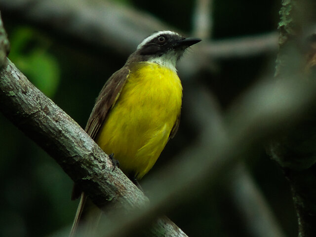 Foto bentevizinho-de-penacho-vermelho (Myiozetetes similis) Por Alety ...