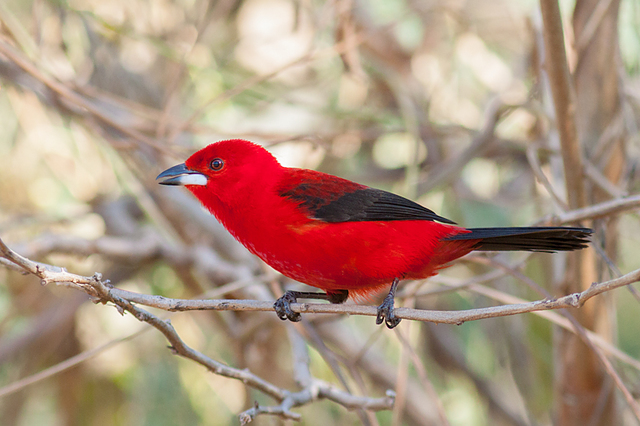 Foto tiê-sangue (Ramphocelus bresilia) Por Helberth Peixoto | Wiki Aves ...