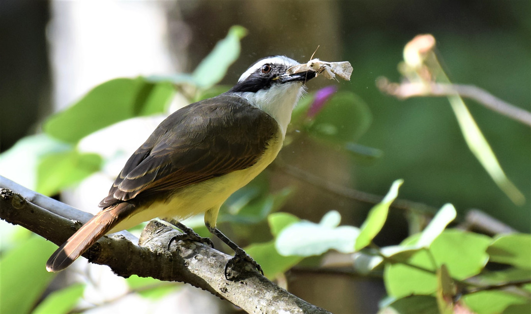 Foto bem-te-vi (Pitangus sulphuratus) Por João B Santos | Wiki Aves - A ...