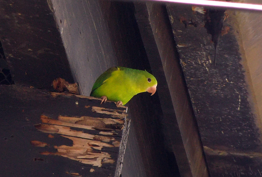 Foto periquito-rico (Brotogeris tirica) Por Arnaldo Silva | Wiki Aves ...