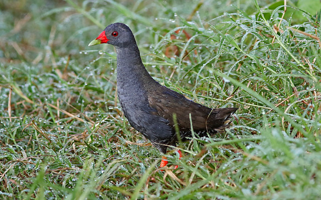 Foto turu-turu (Neocrex erythrops) Por Davi Abreu | Wiki Aves - A ...