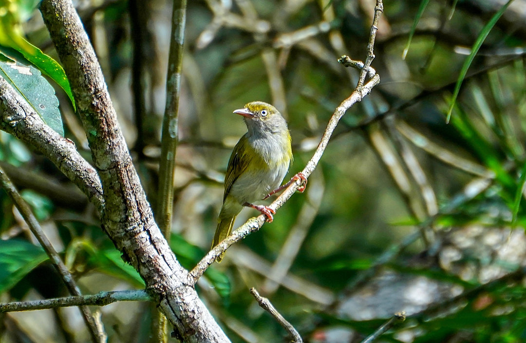 Foto verdinho-da-várzea (Hylophilus semicinereus) Por Christopher ...