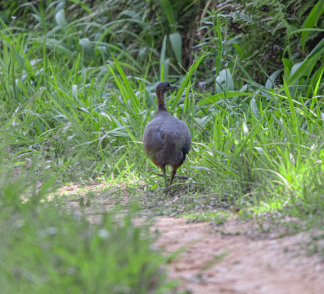 Foto macuco (Tinamus solitarius) Por Fabyano Costa | Wiki Aves - A ...