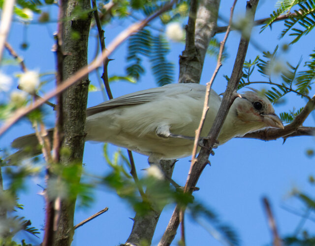 Foto cardeal (Paroaria coronata) Por Mateus Corleta | Wiki Aves - A ...