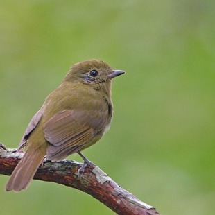 flautim (Schiffornis virescens) | WikiAves - A Enciclopédia das Aves do ...