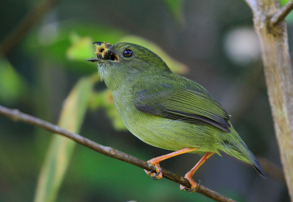 Foto rendeira (Manacus manacus) Por Lindolfo Souto | Wiki Aves - A ...