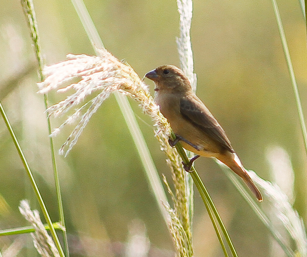Foto papa-capim-de-costas-cinza (Sporophila ardesiaca) Por Breno FT ...