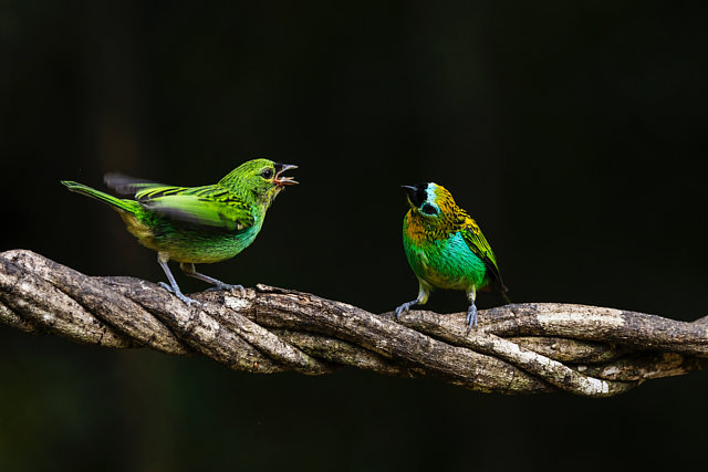 Foto saíra-lagarta (Tangara desmaresti) Por Thelma Gatuzzo | Wiki Aves ...