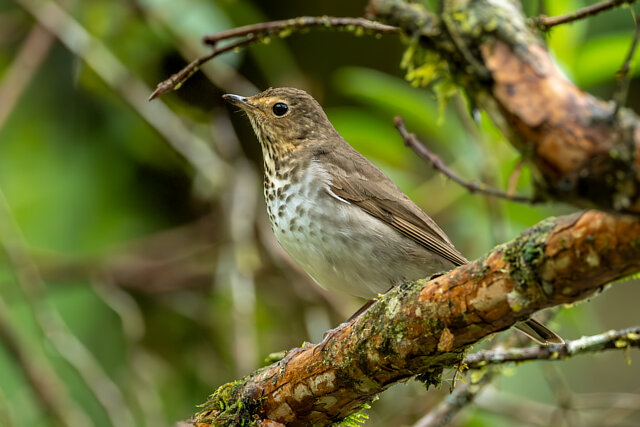 Foto sabiazinho-de-óculos (Catharus swainsoni) Por Kacau Oliveira ...