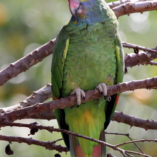 chauá (Amazona rhodocorytha) | WikiAves - A Enciclopédia das Aves do Brasil