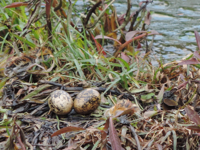 Foto jaçanã (Jacana jacana) Por Daniel Pagnin | Wiki Aves - A ...