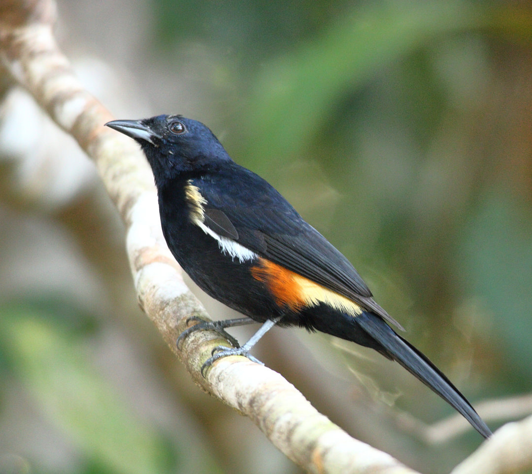 Foto tem-tem-de-topete-ferrugíneo (Maschalethraupis surinamus) Por Ivo ...