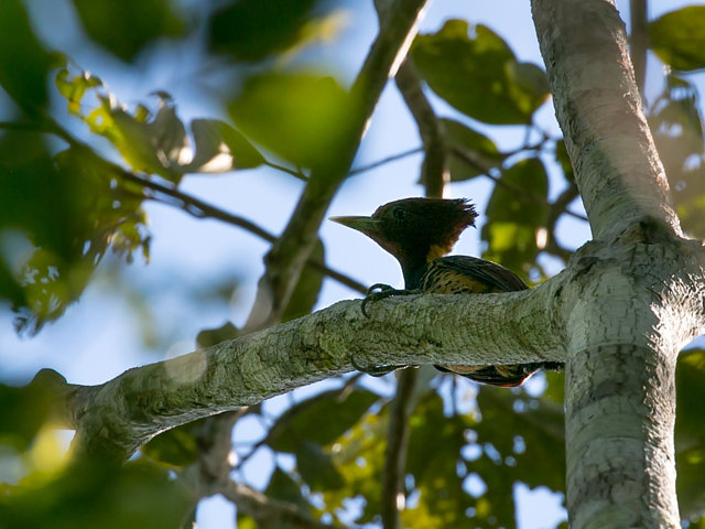 Foto pica-pau-lindo (Celeus spectabilis) Por Ronaldo G. Lebowski | Wiki ...