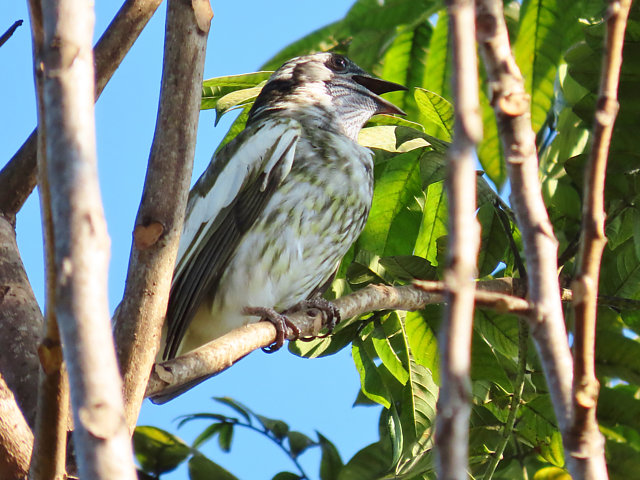 Foto araponga (Procnias nudicollis) Por Paula Ramos | Wiki Aves - A ...