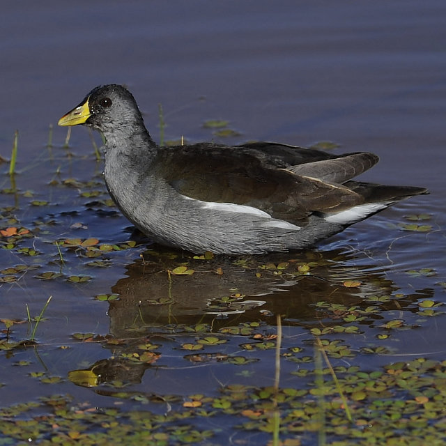 galinha-d'água-pequena (Paragallinula angulata) | WikiAves - A ...