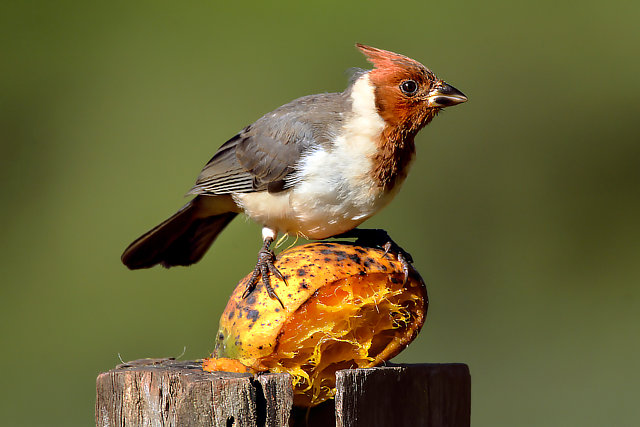 Foto cardeal (Paroaria coronata) Por Rubens de Oliveira | Wiki Aves - A ...