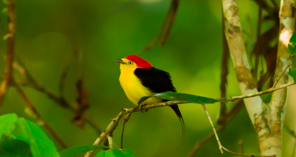 Foto rabo-de-arame (Pipra filicauda) Por Christian Andretti | Wiki Aves ...