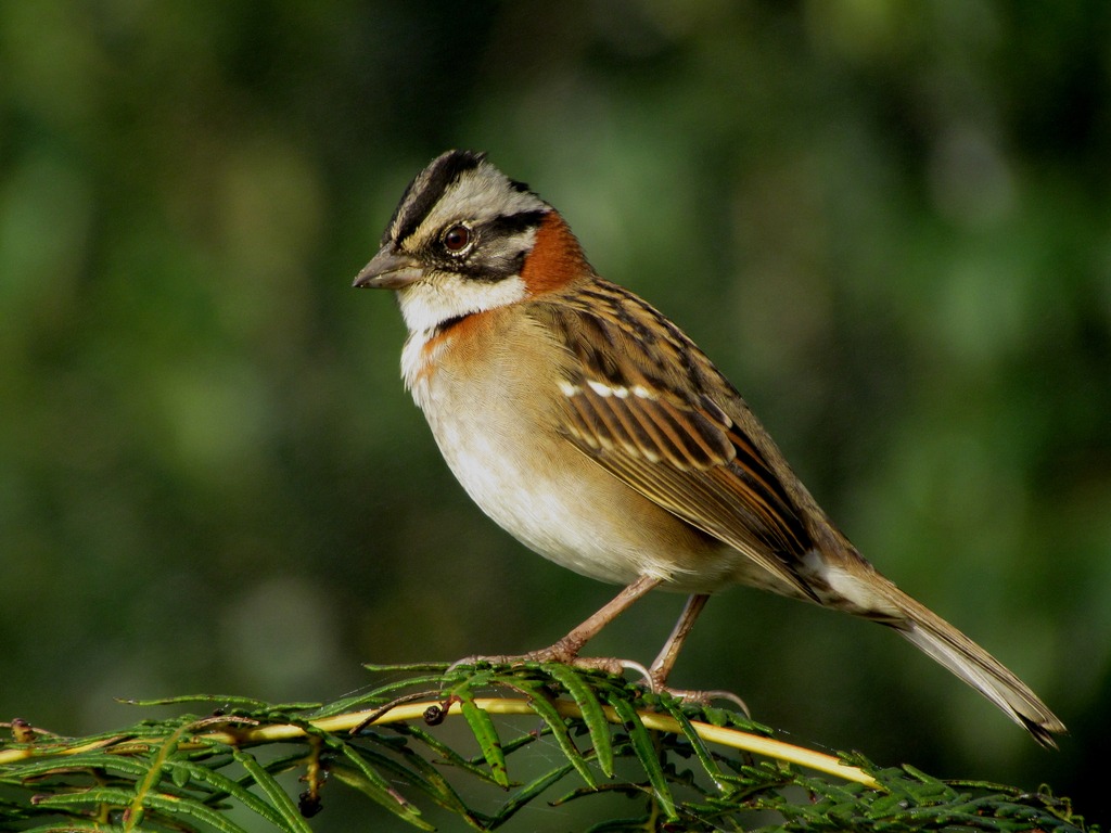 Foto tico-tico (Zonotrichia capensis) Por Marcio Varchaki | Wiki Aves ...