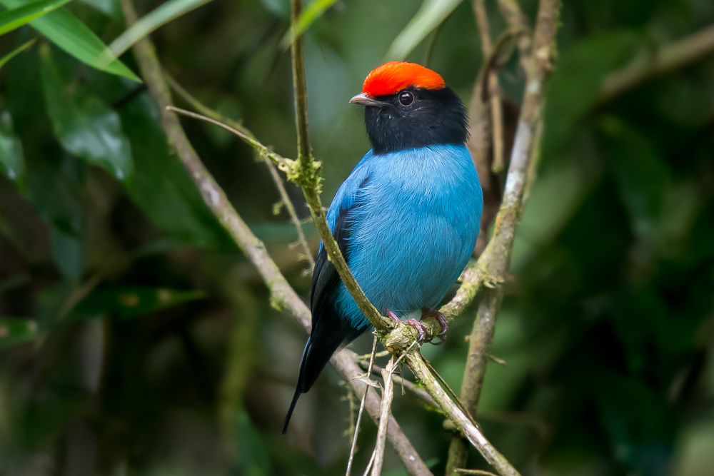 Foto tangará (Chiroxiphia caudata) Por Celso B Almeida | Wiki Aves - A ...
