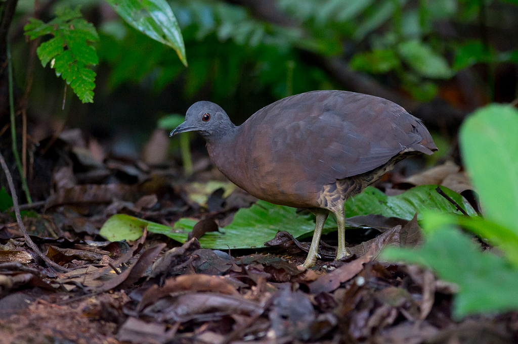 Foto inhambuguaçu (Crypturellus obsoletus) Por Joao Quental | Wiki Aves ...