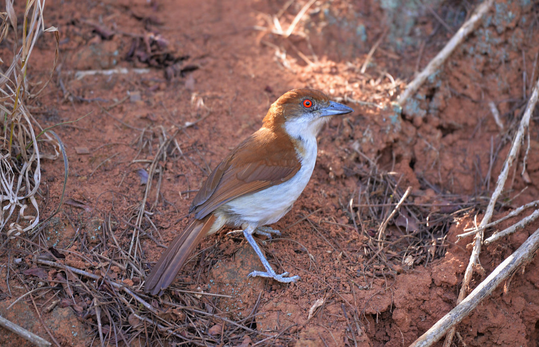 Foto choró-boi (Taraba major) Por Julio Machado | Wiki Aves - A ...