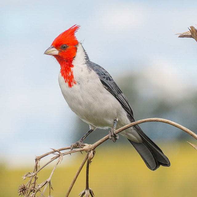 Foto cardeal (Paroaria coronata) Por Genival Carvalho | Wiki Aves - A ...