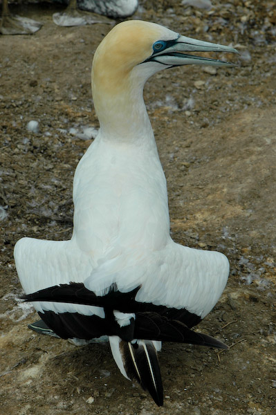 atobá-australiano (Morus serrator) | WikiAves - A Enciclopédia das Aves ...
