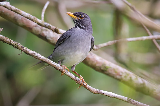 Foto sabiá-ferreiro (Turdus subalaris) Por Marcelo Keiser | Wiki Aves ...