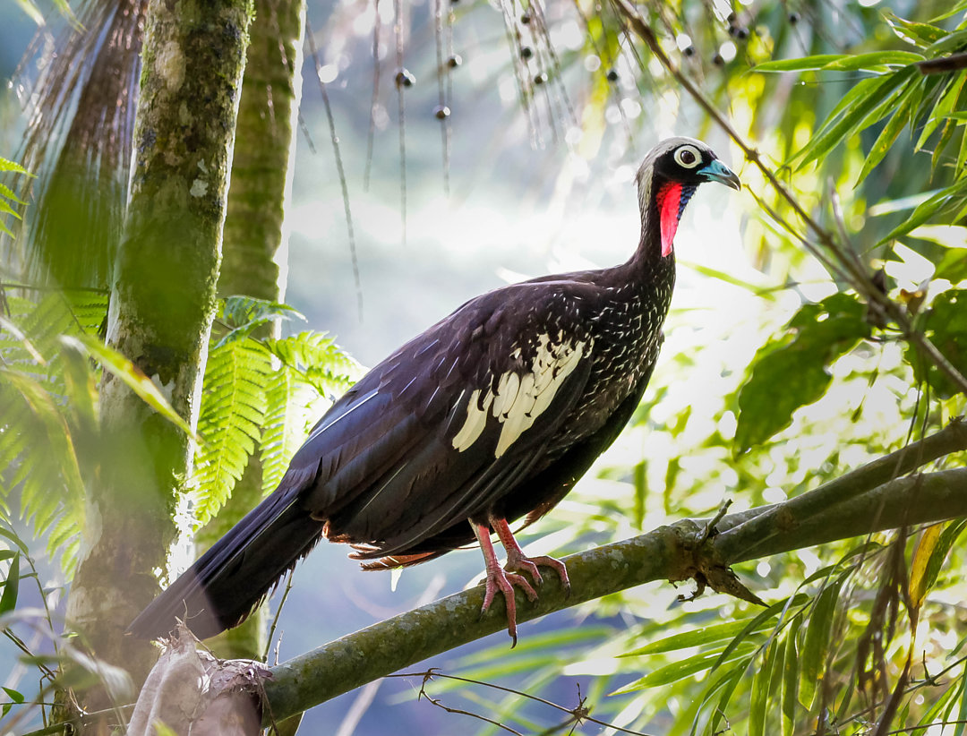 Foto jacutinga (Aburria jacutinga) Por Zé do Mel | Wiki Aves - A ...