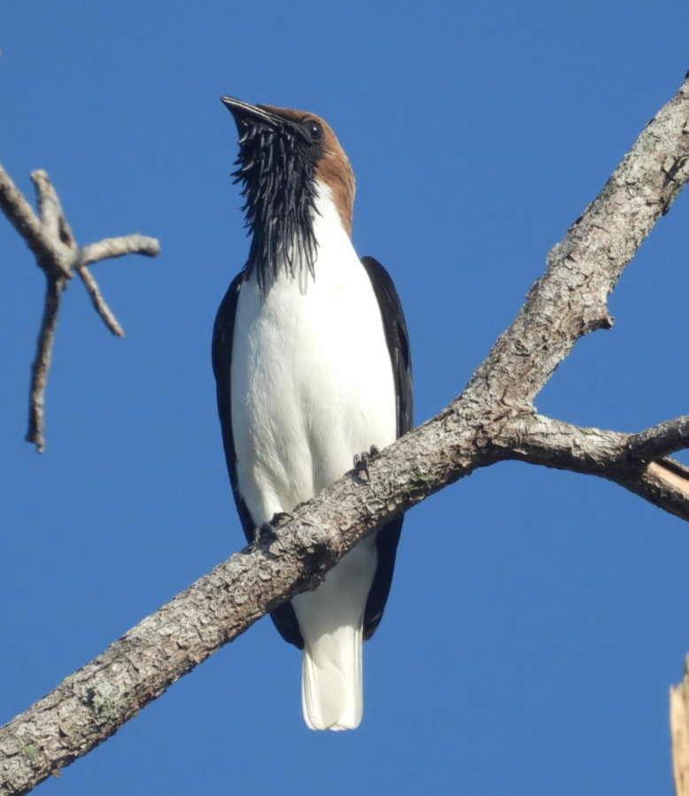 Foto araponga-do-nordeste (Procnias averano) Por Patricia Nogueira ...