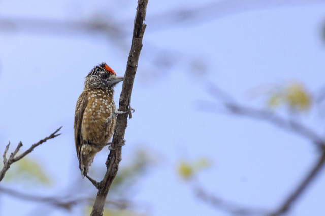 Foto picapauzinho-pintado (Picumnus pygmaeus) Por Frederico Tavares ...