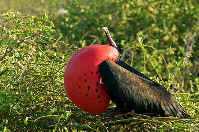 Foto fragata (Fregata magnificens) Por Renato Grimm | Wiki Aves - A ...