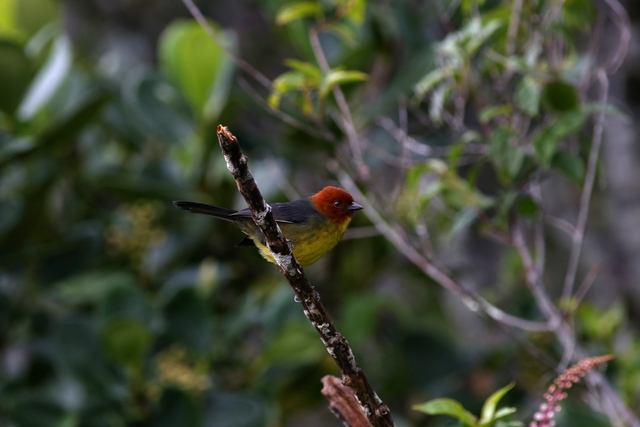 Foto tico-tico-do-tepui (Atlapetes personatus) Por Jacomelli | Wiki ...