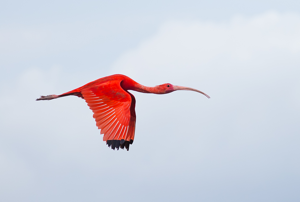 Foto guará (Eudocimus ruber) Por Daniel Mello | Wiki Aves - A ...