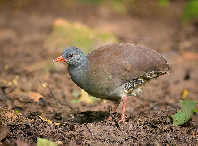inhambu-chintã (Crypturellus tataupa) | WikiAves - A Enciclopédia das ...