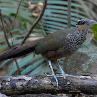 jacu-estalo-escamoso (Neomorphus squamiger) | WikiAves - A Enciclopédia ...