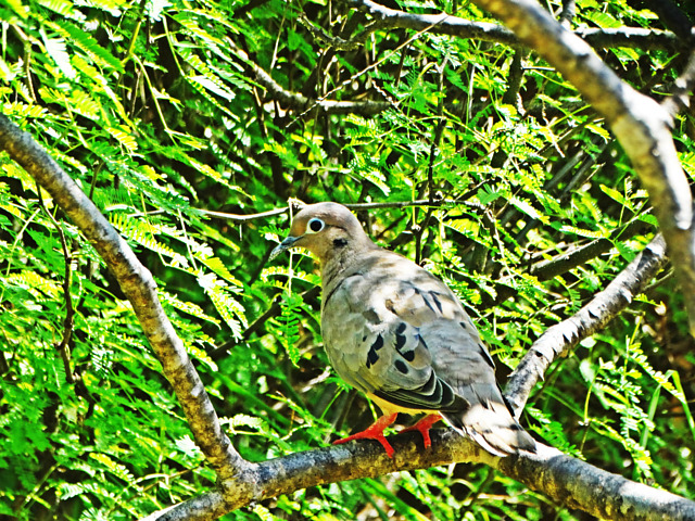 Foto avoante (Zenaida auriculata) Por Paulo G. Costa | Wiki Aves - A ...