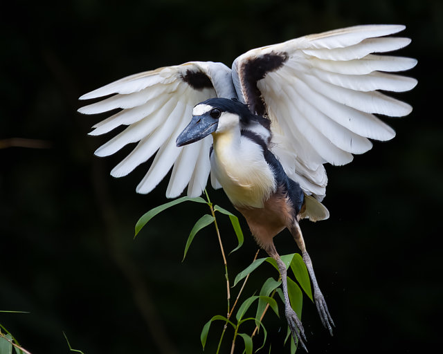 Foto arapapá (Cochlearius cochlearius) Por Ney Matsumura | Wiki Aves ...