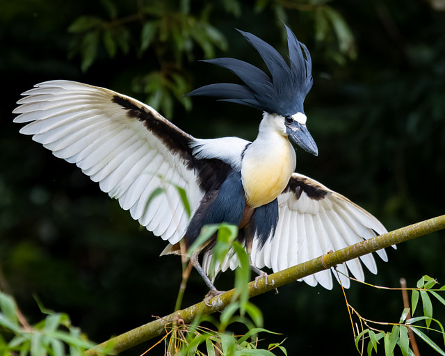 Foto arapapá (Cochlearius cochlearius) Por Ney Matsumura | Wiki Aves ...