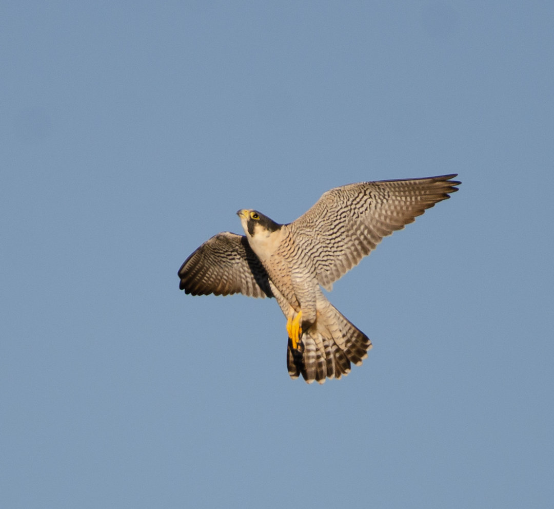 Foto falcão-peregrino (Falco peregrinus) Por Leo Vilela | Wiki Aves - A ...