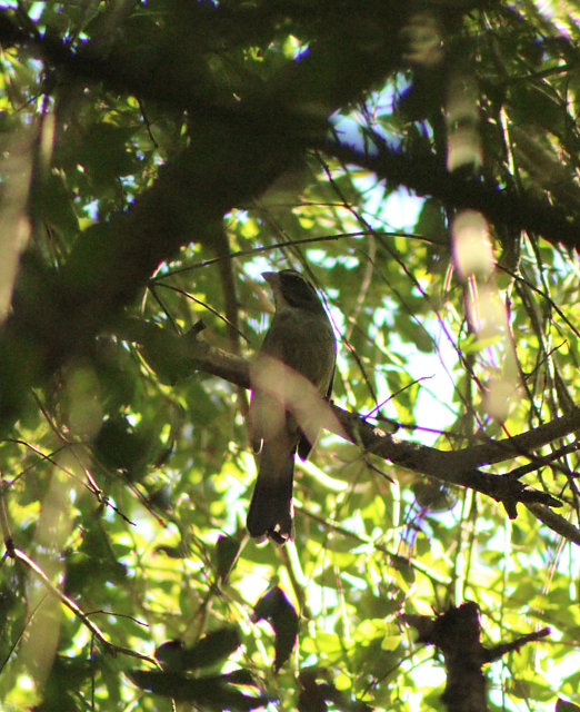 Foto trinca-ferro (Saltator similis) Por Henrique C. Oliveira | Wiki ...