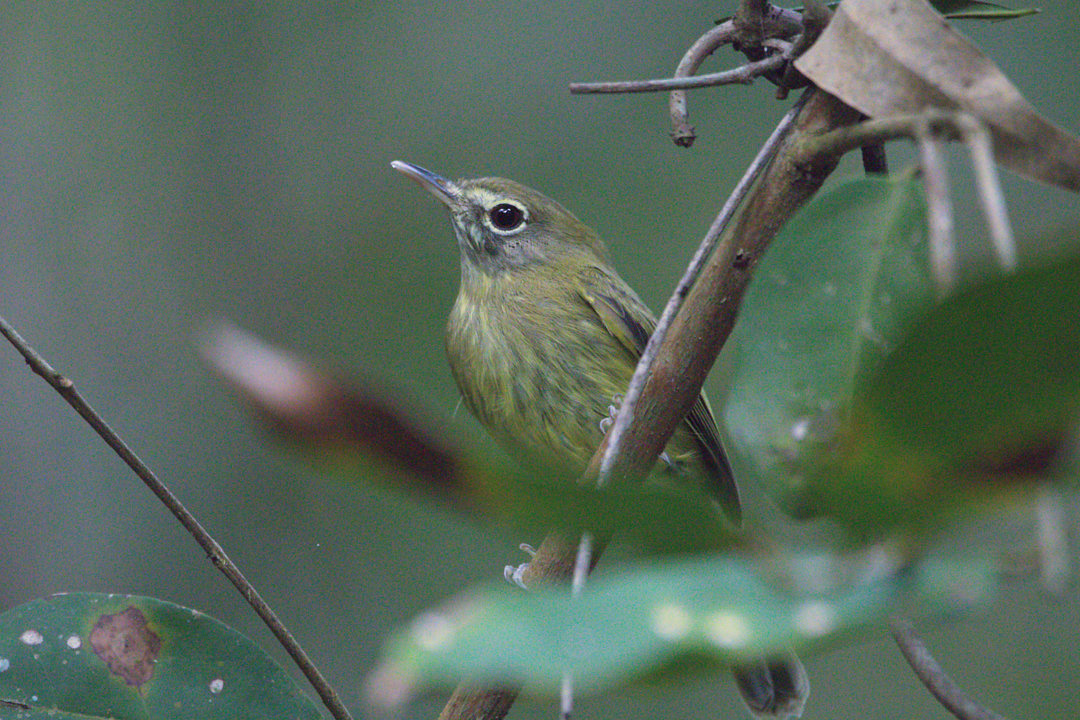Foto tiririzinho-do-mato (Hemitriccus orbitatus) Por Sergio ReOli ...