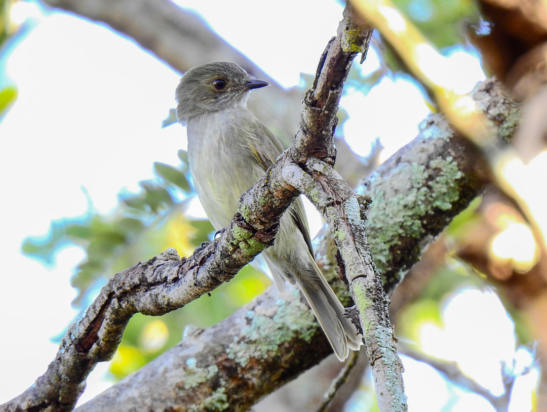 Foto fruxu-do-cerradão (Neopelma pallescens) Por Lawrence Rabelo De ...