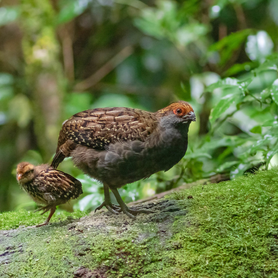 Foto uru (Odontophorus capueira) Por Rafael Moreira | Wiki Aves - A ...